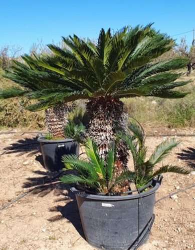 CYCA REVOLUTA – Vivai D Adda Gianpietro